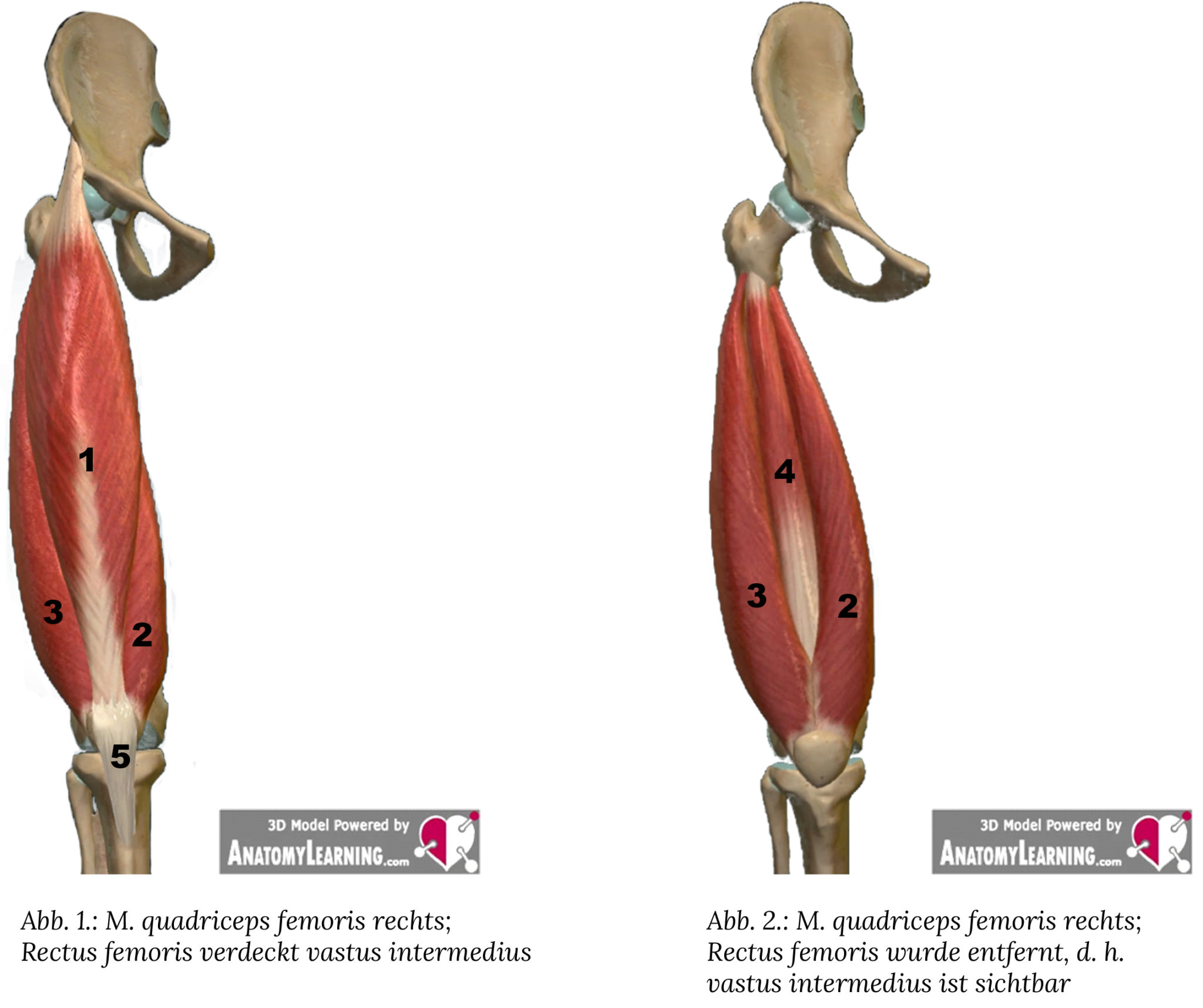 Musculus quadriceps femoris | Fitness Einfach Erklärt
