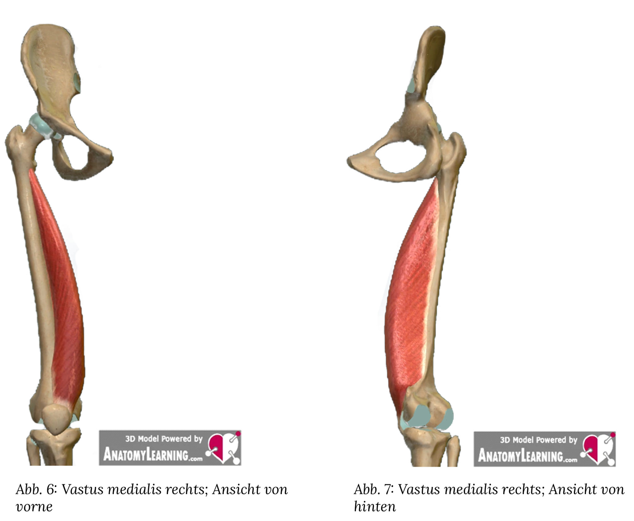 Musculus quadriceps femoris | Fitness Einfach Erklärt