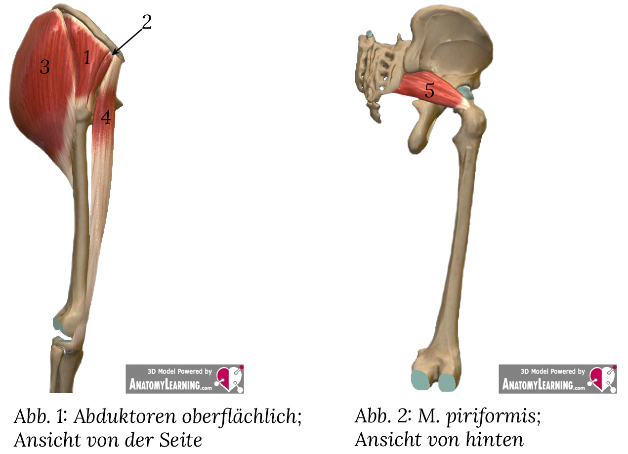Abduktoren | Fitness Einfach Erklärt