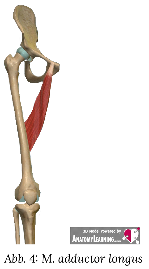 Adduktoren | Fitness Einfach Erklärt