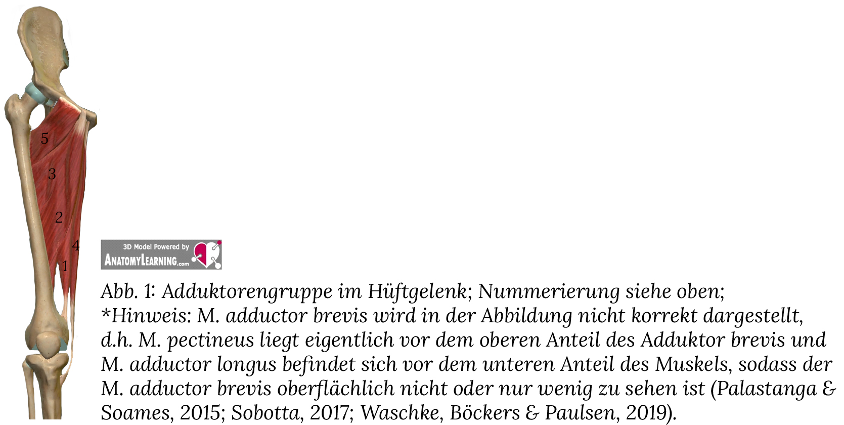 Adduktoren | Fitness Einfach Erklärt