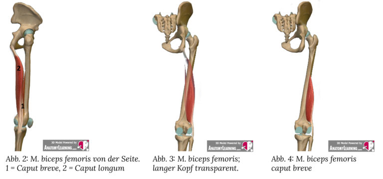Ischiocrurale Muskulatur | Fitness Einfach Erklärt