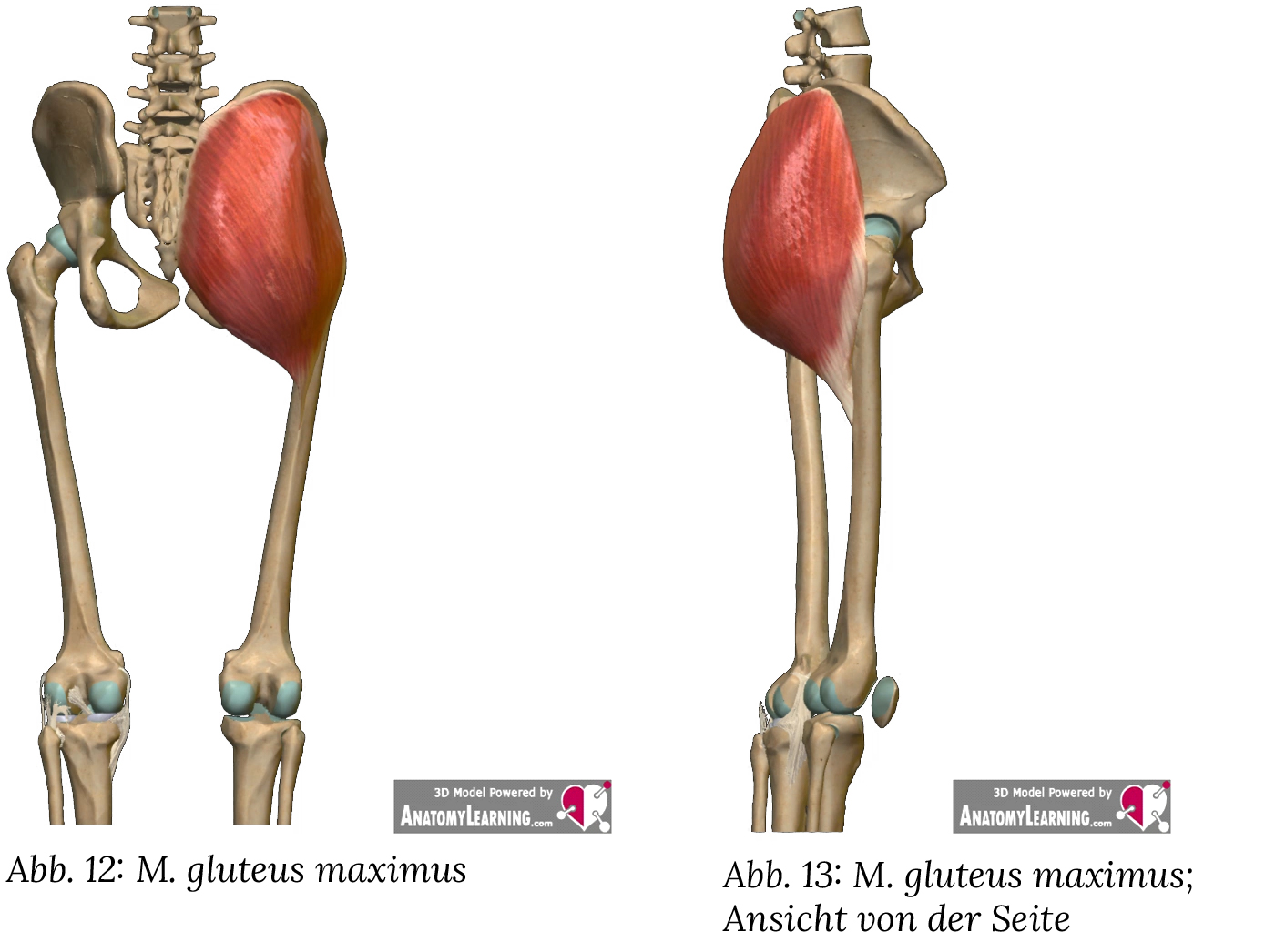 Adduktoren | Fitness Einfach Erklärt