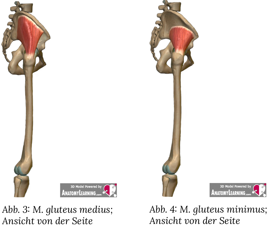 Abduktoren | Fitness Einfach Erklärt