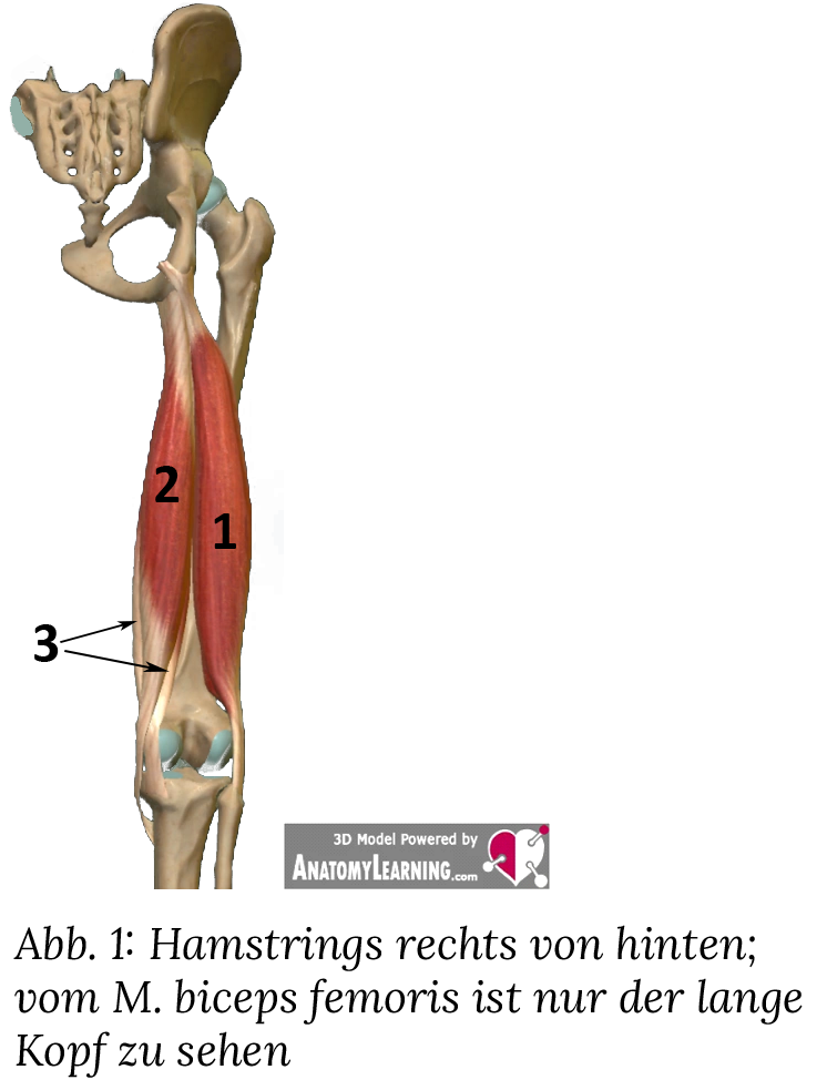 Ischiocrurale Muskulatur | Fitness Einfach Erklärt