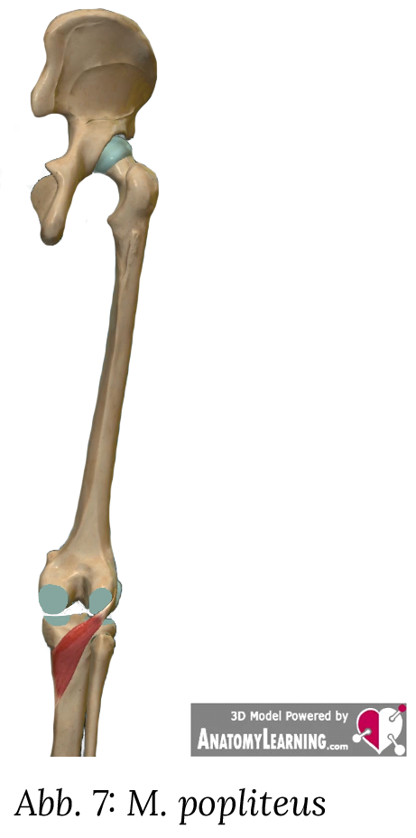 Ischiocrurale Muskulatur | Fitness Einfach Erklärt