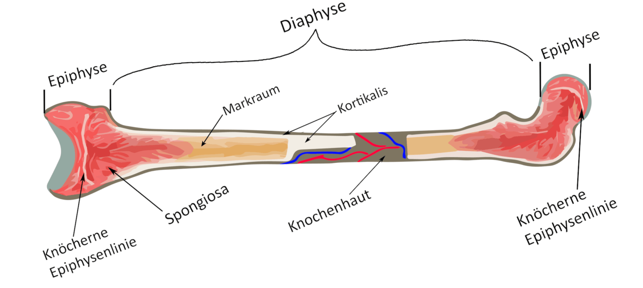 Knochen Aufbau und Funktionen | Anschaulich erklärt 😉